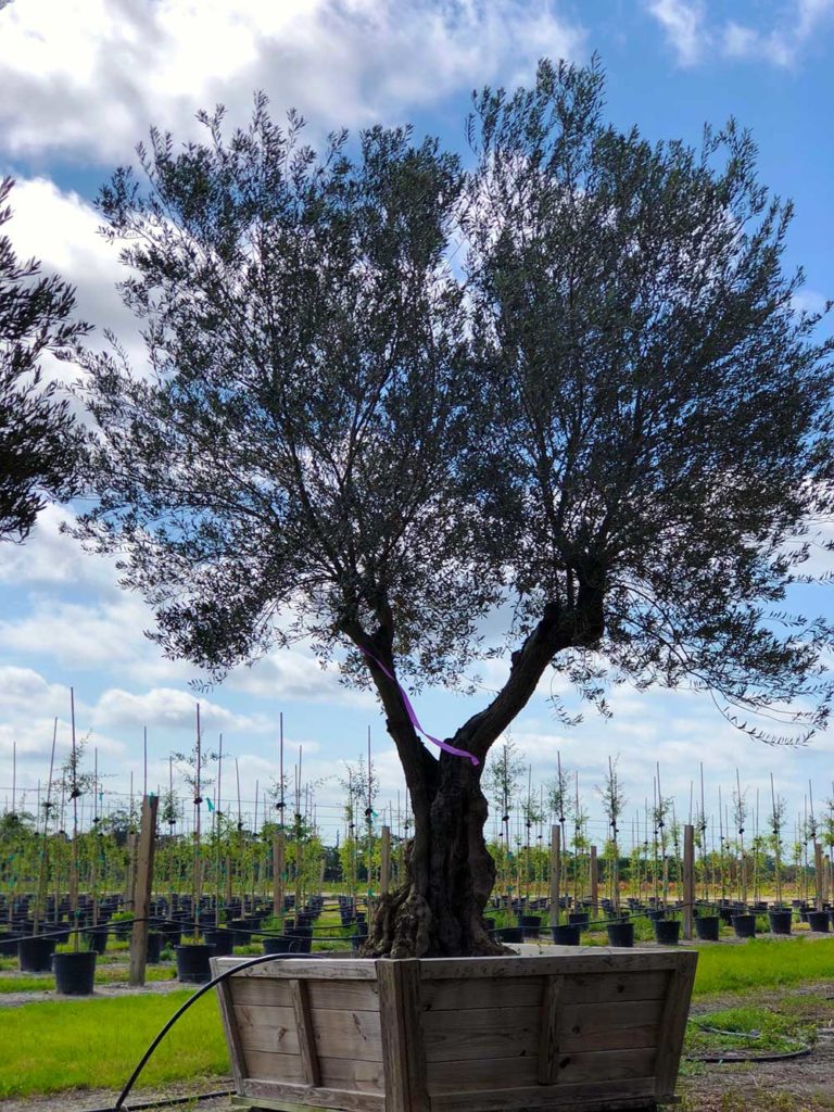 GL Homes Donates Olive Tree to PSL Botanical Gardens – GL HOMES ...